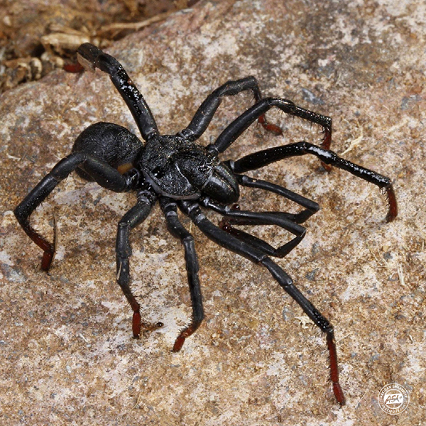 Trapdoor Spider - African Snakebite Institute