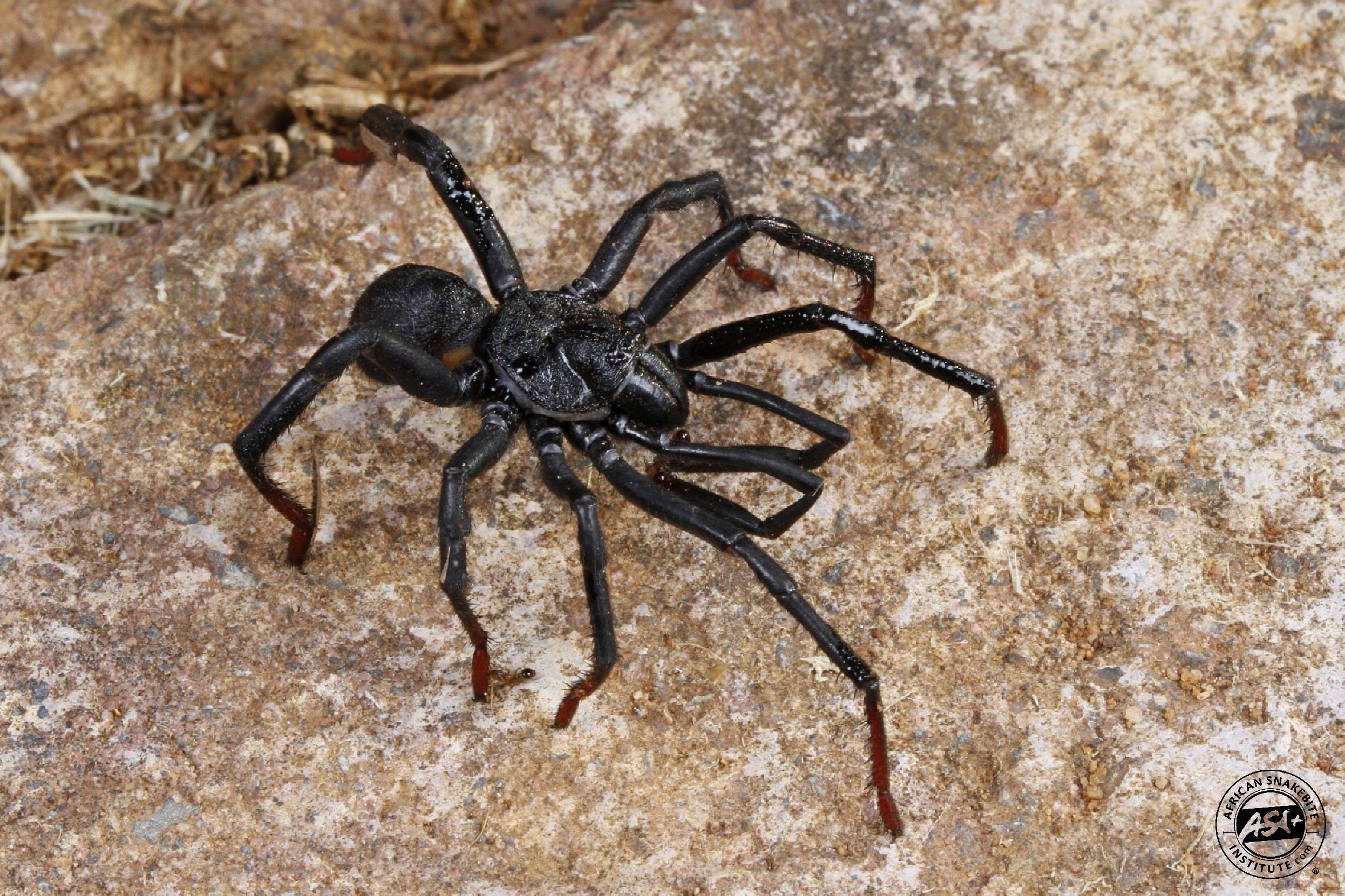 Trapdoor Spider - African Snakebite Institute