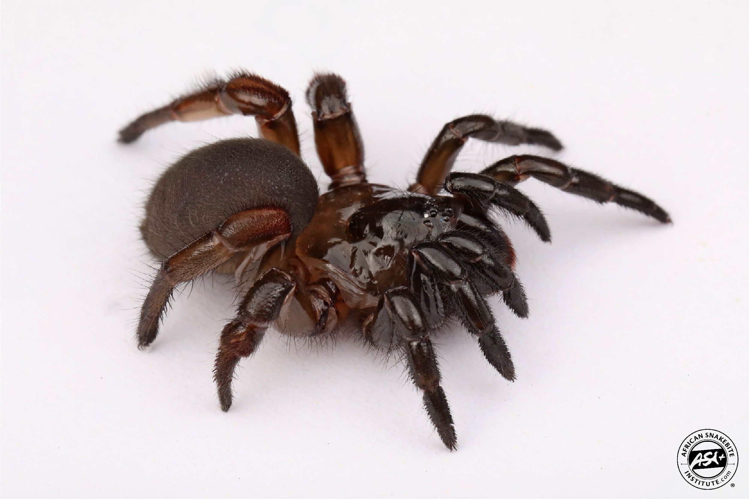 Trapdoor Spider - African Snakebite Institute