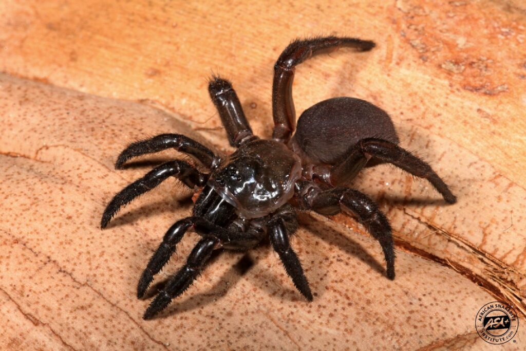 Trapdoor Spider - African Snakebite Institute