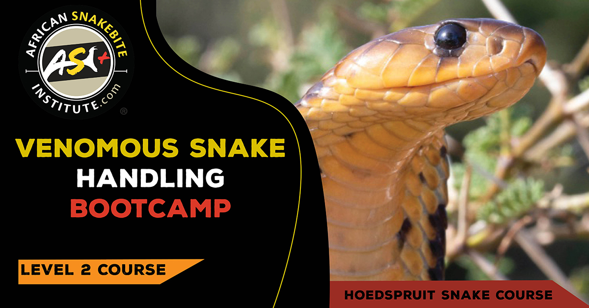 Venomous-Snake Handling Bootcamp (Hoedspruit) - 2025-07-20