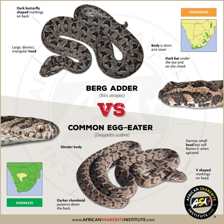 Berg Adder - African Snakebite Institute