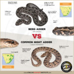 Common Night Adder - African Snakebite Institute