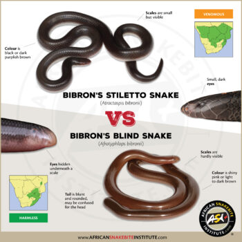 Bibron’s Blind Snake - African Snakebite Institute