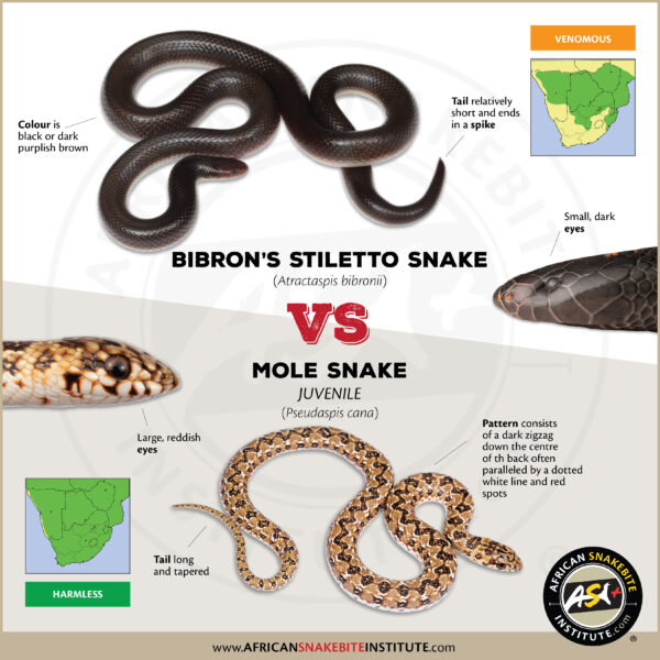 Mole Snake - African Snakebite Institute