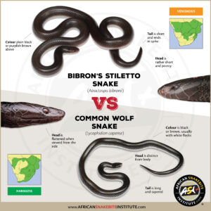 Common Wolf Snake - African Snakebite Institute