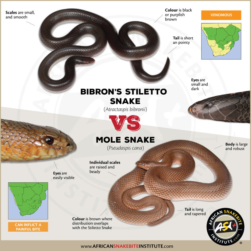 Mole Snake - African Snakebite Institute