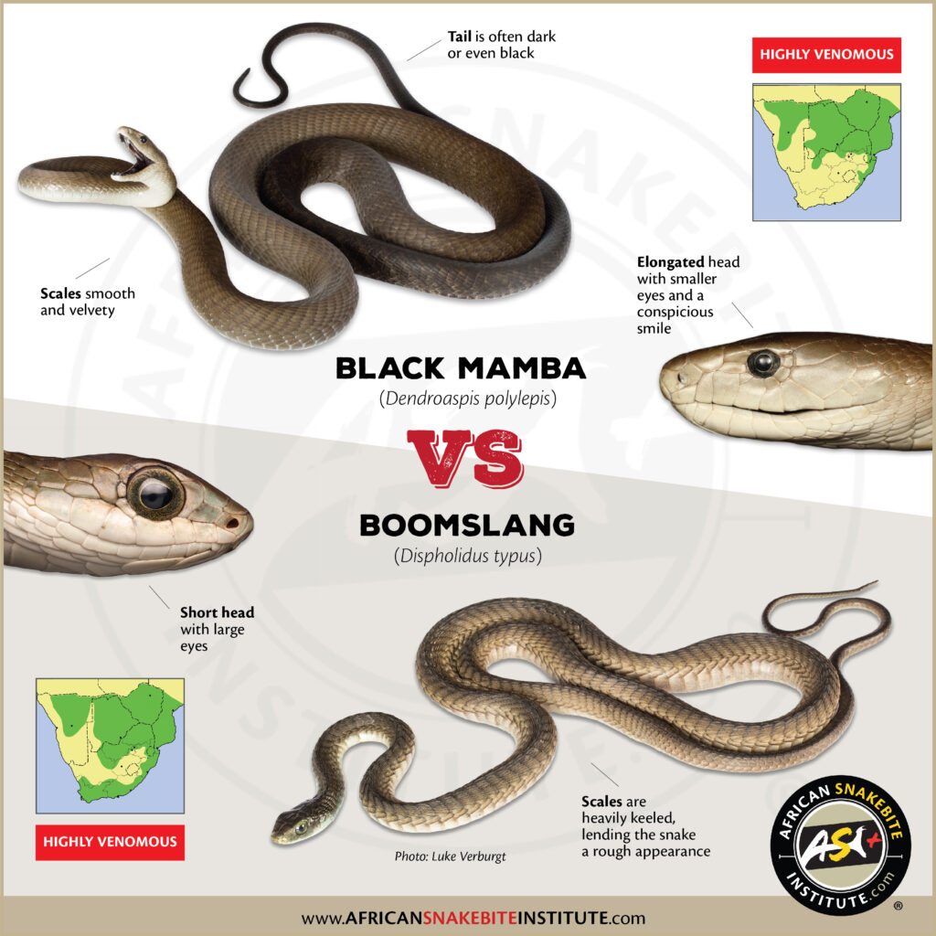 Black Mamba - African Snakebite Institute