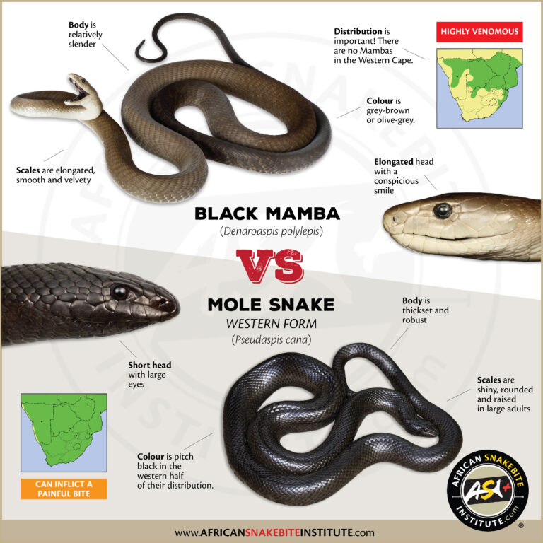 Mole Snake - African Snakebite Institute