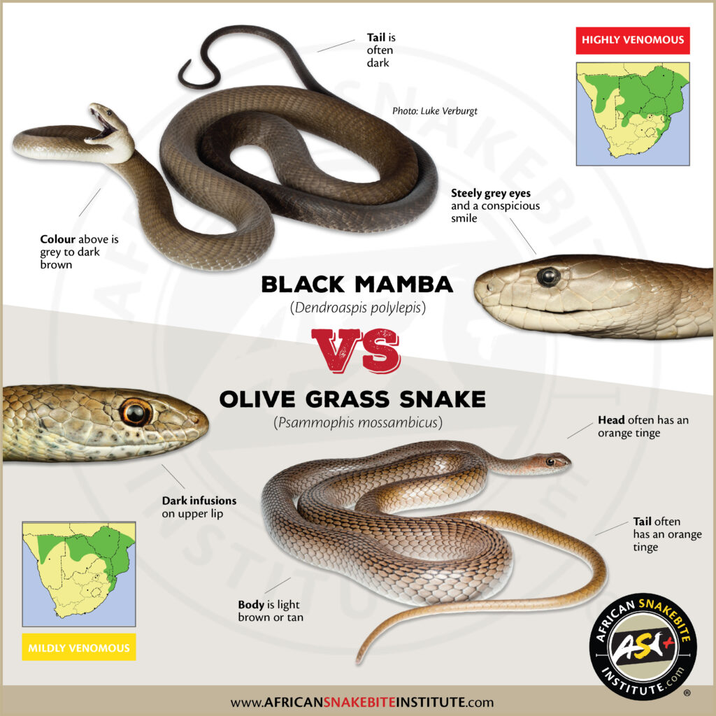 Black Mamba - African Snakebite Institute