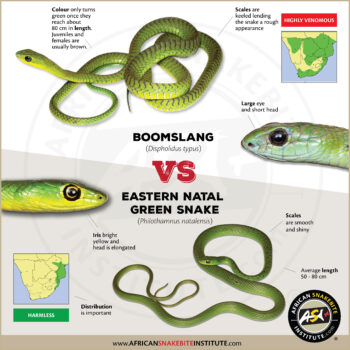 Eastern Natal Green Snake - African Snakebite Institute
