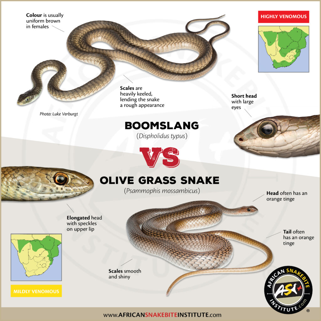 Boomslang - African Snakebite Institute