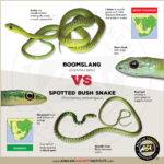 Boomslang - African Snakebite Institute
