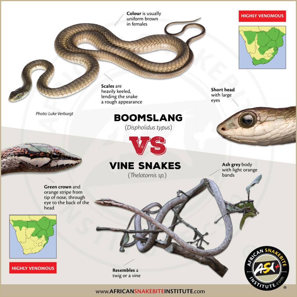 Boomslang - African Snakebite Institute