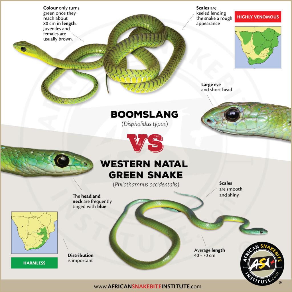 Boomslang - African Snakebite Institute