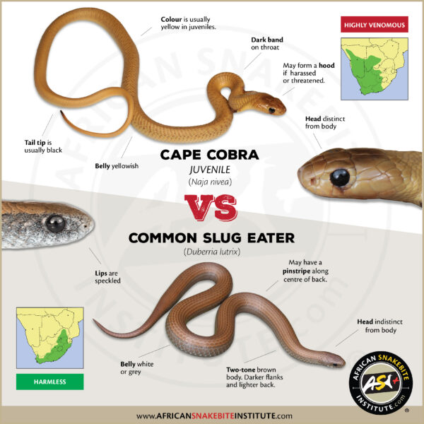 Common Slug-eater - African Snakebite Institute