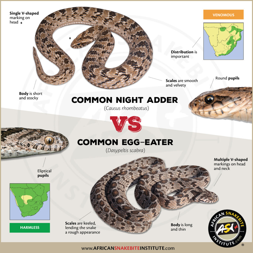 Common Night Adder - African Snakebite Institute