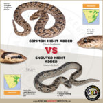 Common Night Adder - African Snakebite Institute