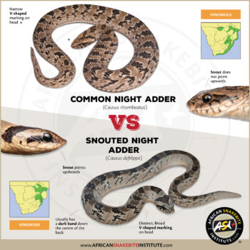 Common Night Adder - African Snakebite Institute