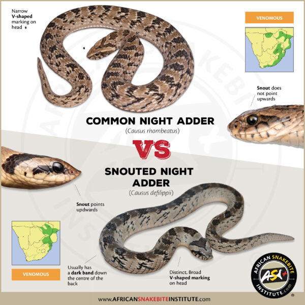 Common Night Adder - African Snakebite Institute