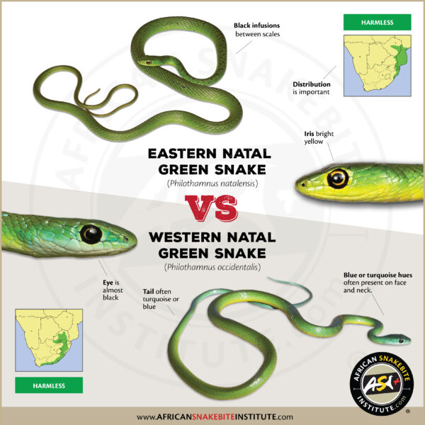 Western Natal Green Snake - African Snakebite Institute