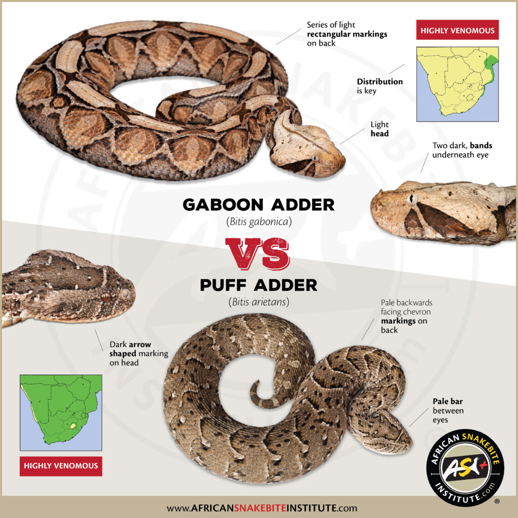 Puff Adder - African Snakebite Institute