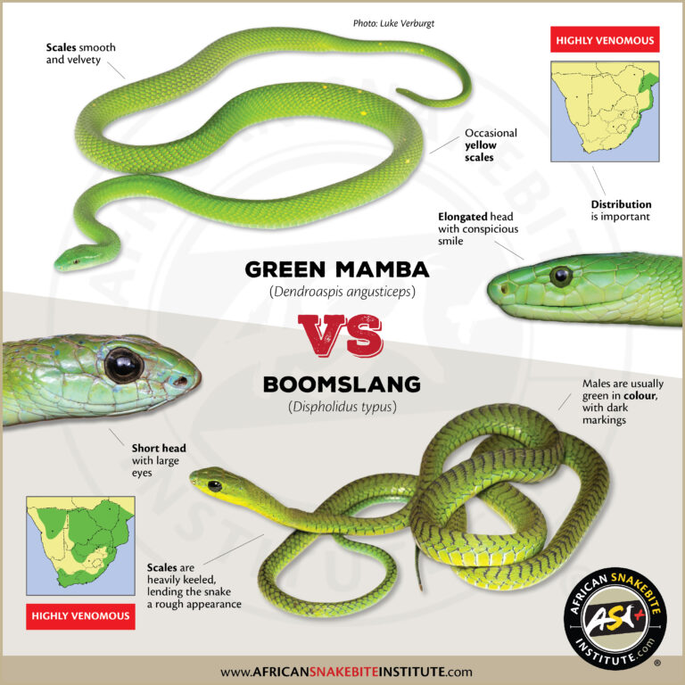Green Mamba - African Snakebite Institute