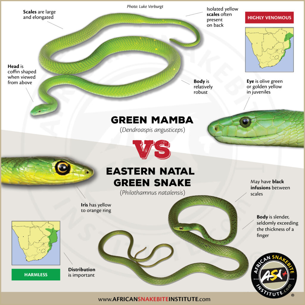 Eastern Natal Green Snake - African Snakebite Institute