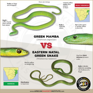 Eastern Natal Green Snake - African Snakebite Institute