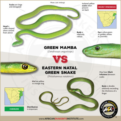 Eastern Natal Green Snake - African Snakebite Institute