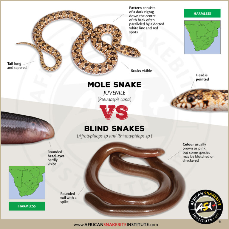 Bibron’s Blind Snake - African Snakebite Institute