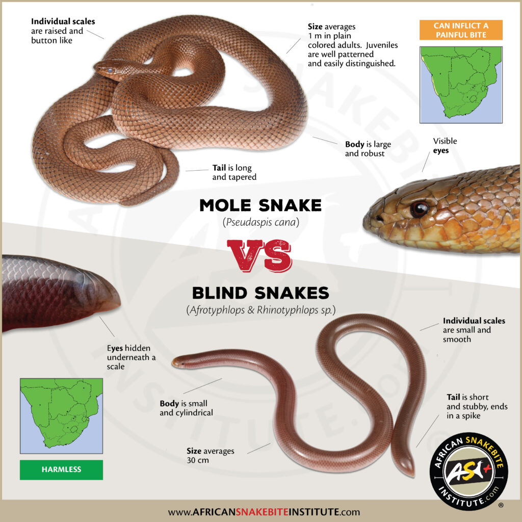 Mole Snake - African Snakebite Institute