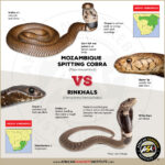 Rinkhals - African Snakebite Institute