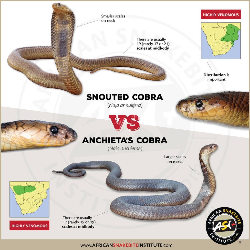 Snouted Cobra - African Snakebite Institute