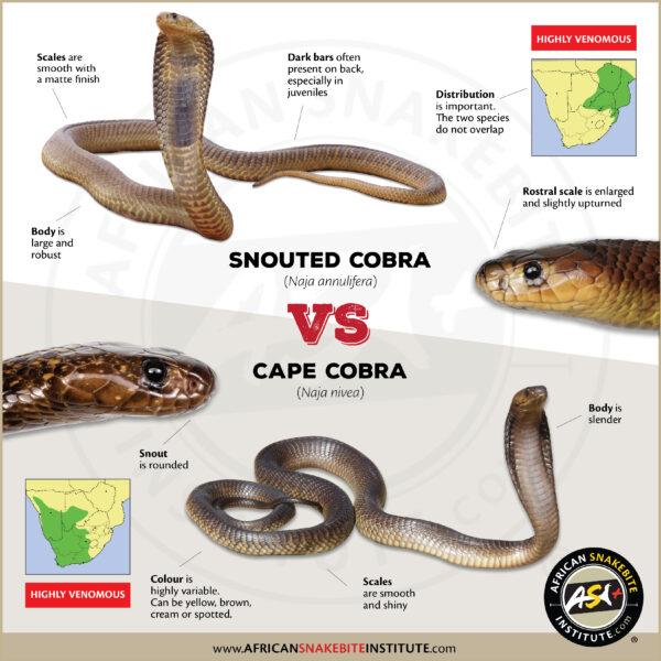 Cape Cobra - African Snakebite Institute