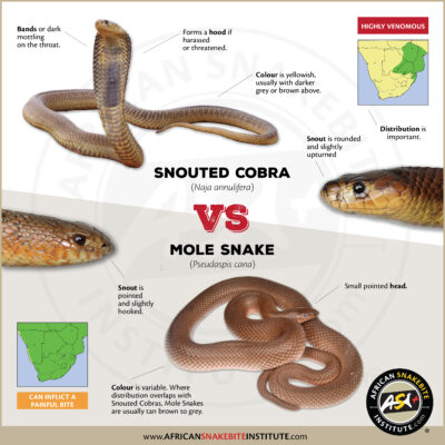 Snouted Cobra - African Snakebite Institute