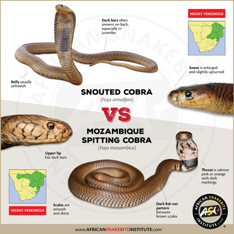 Snouted Cobra - African Snakebite Institute