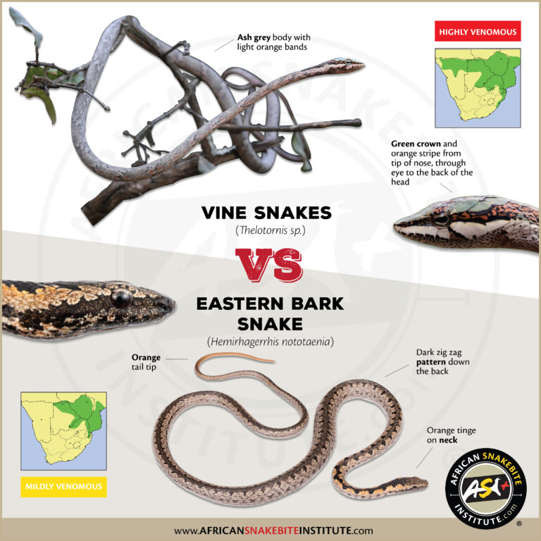 Eastern Bark Snake - African Snakebite Institute