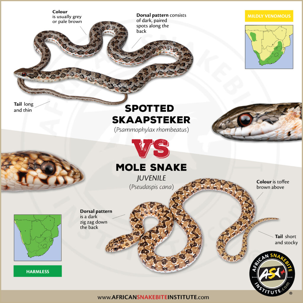 Mole Snake - African Snakebite Institute