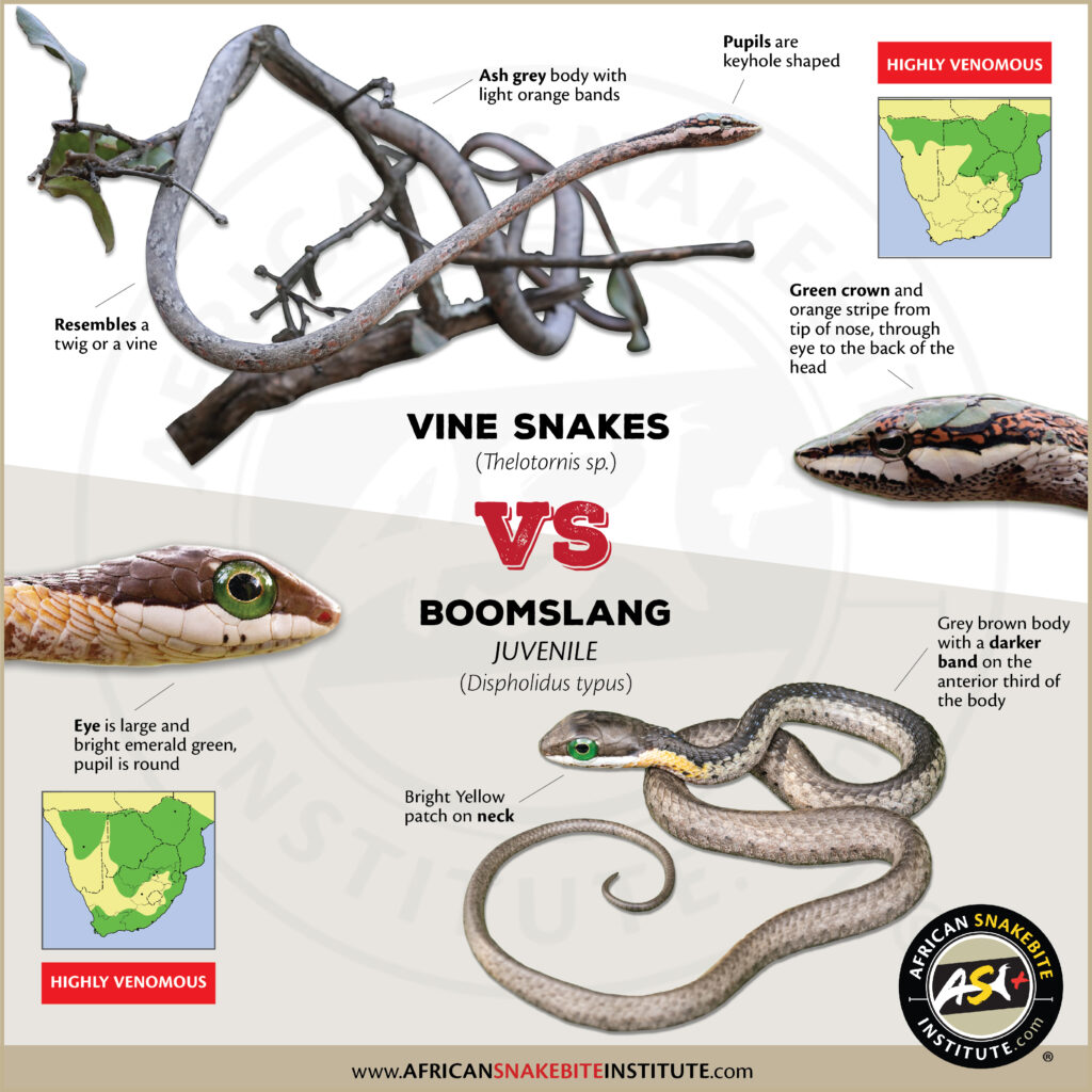 Southern Vine Snake - African Snakebite Institute