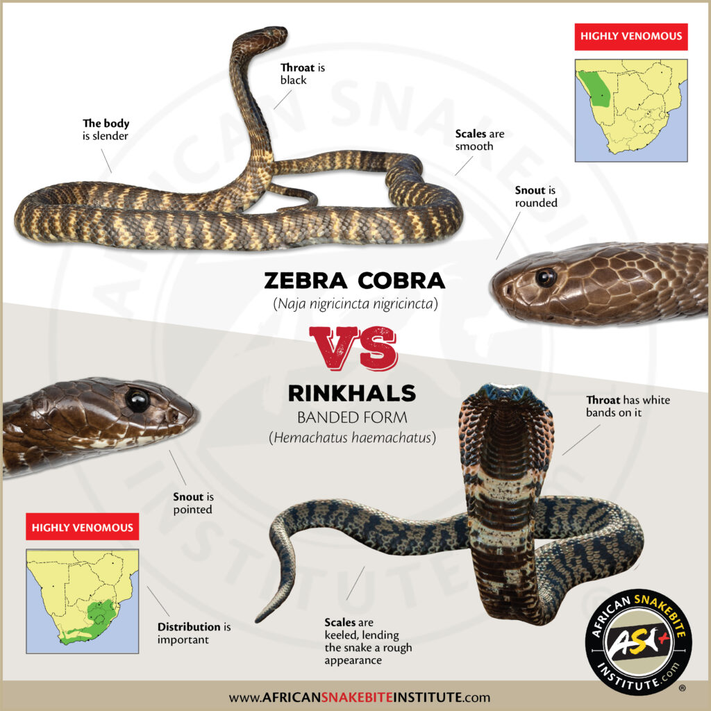Rinkhals - African Snakebite Institute