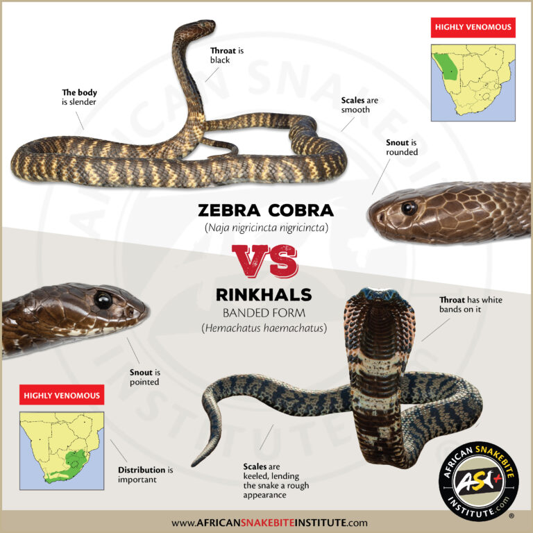 Rinkhals - African Snakebite Institute