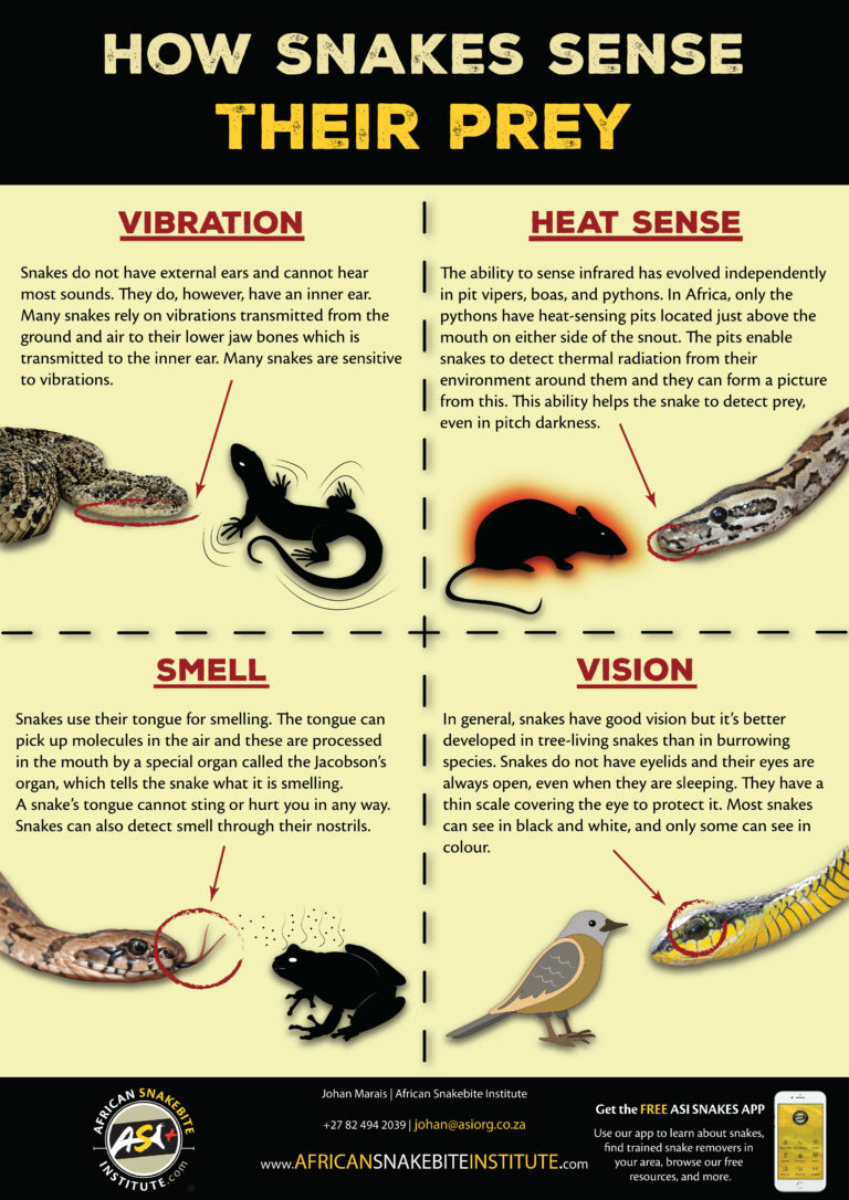Snake Senses - African Snakebite Institute