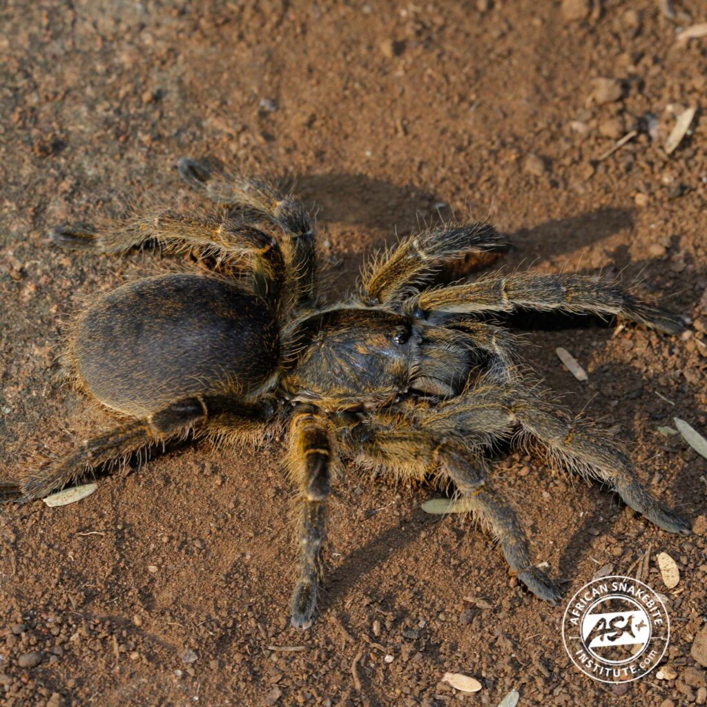 Baboon Spider - African Snakebite Institute