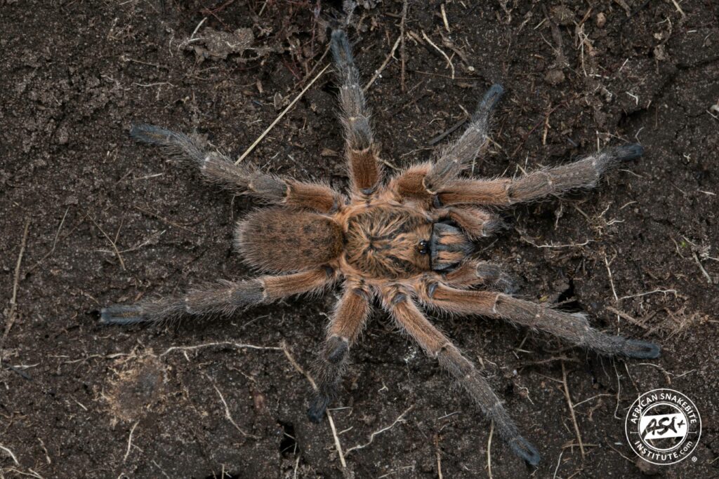 Baboon Spider - African Snakebite Institute