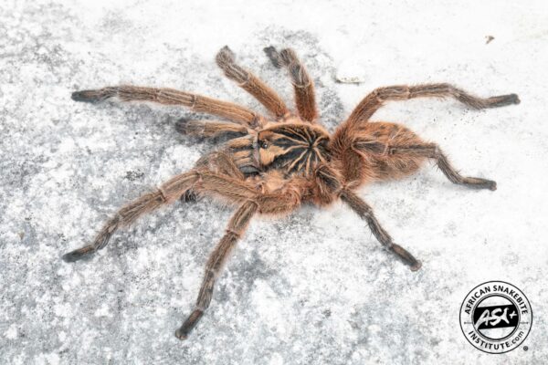 Baboon Spider - African Snakebite Institute