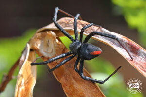 Black Button Spider - African Snakebite Institute