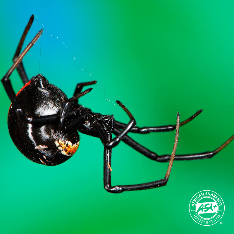 Black Button Spider - African Snakebite Institute