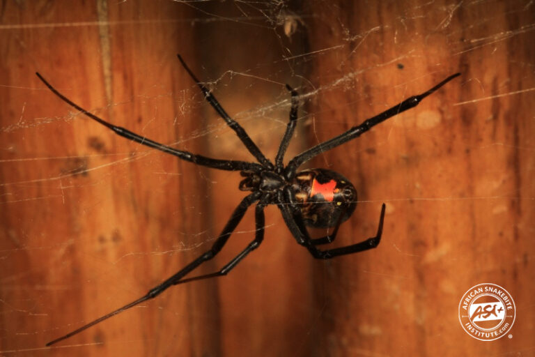 Brown Button Spider - African Snakebite Institute