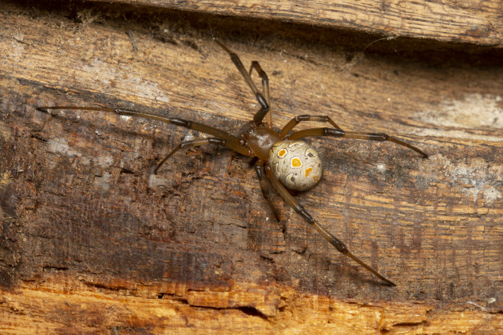 Brown Button Spider - African Snakebite Institute